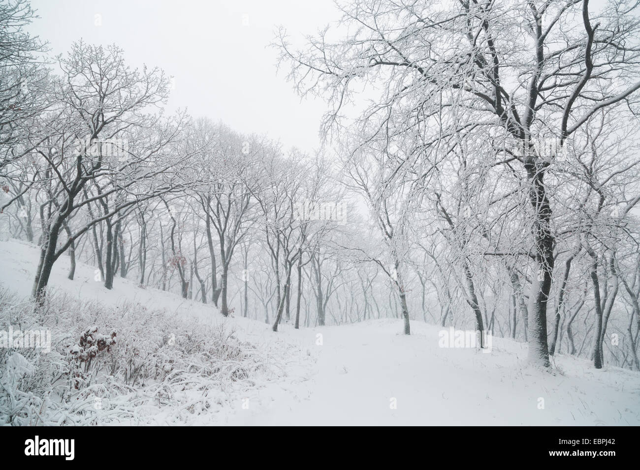 Snow falling forest landscape hi-res stock photography and images - Alamy