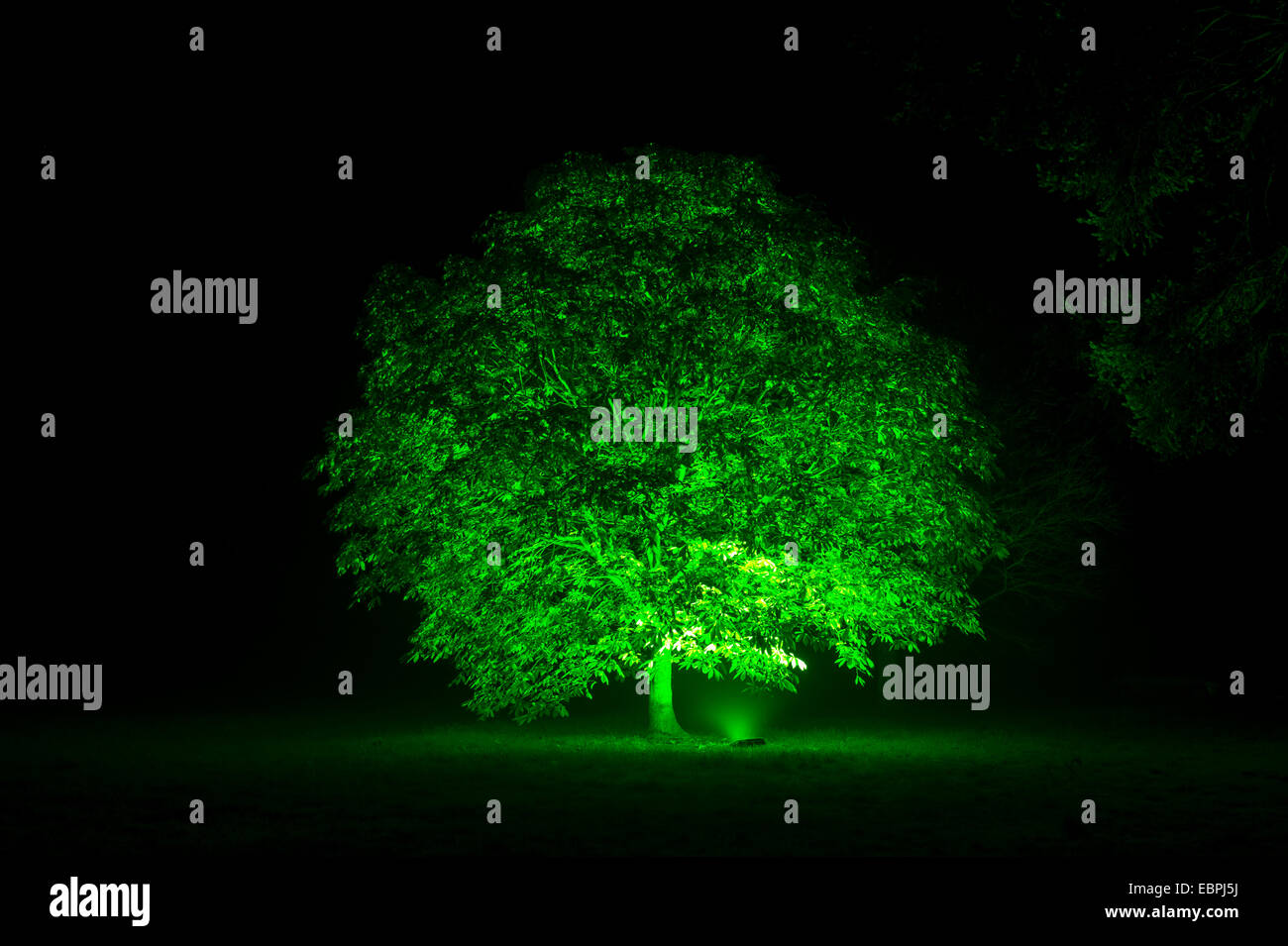 Enchanted Christmas. Colourful lit up trees at Westonbirt Arboretum ...
