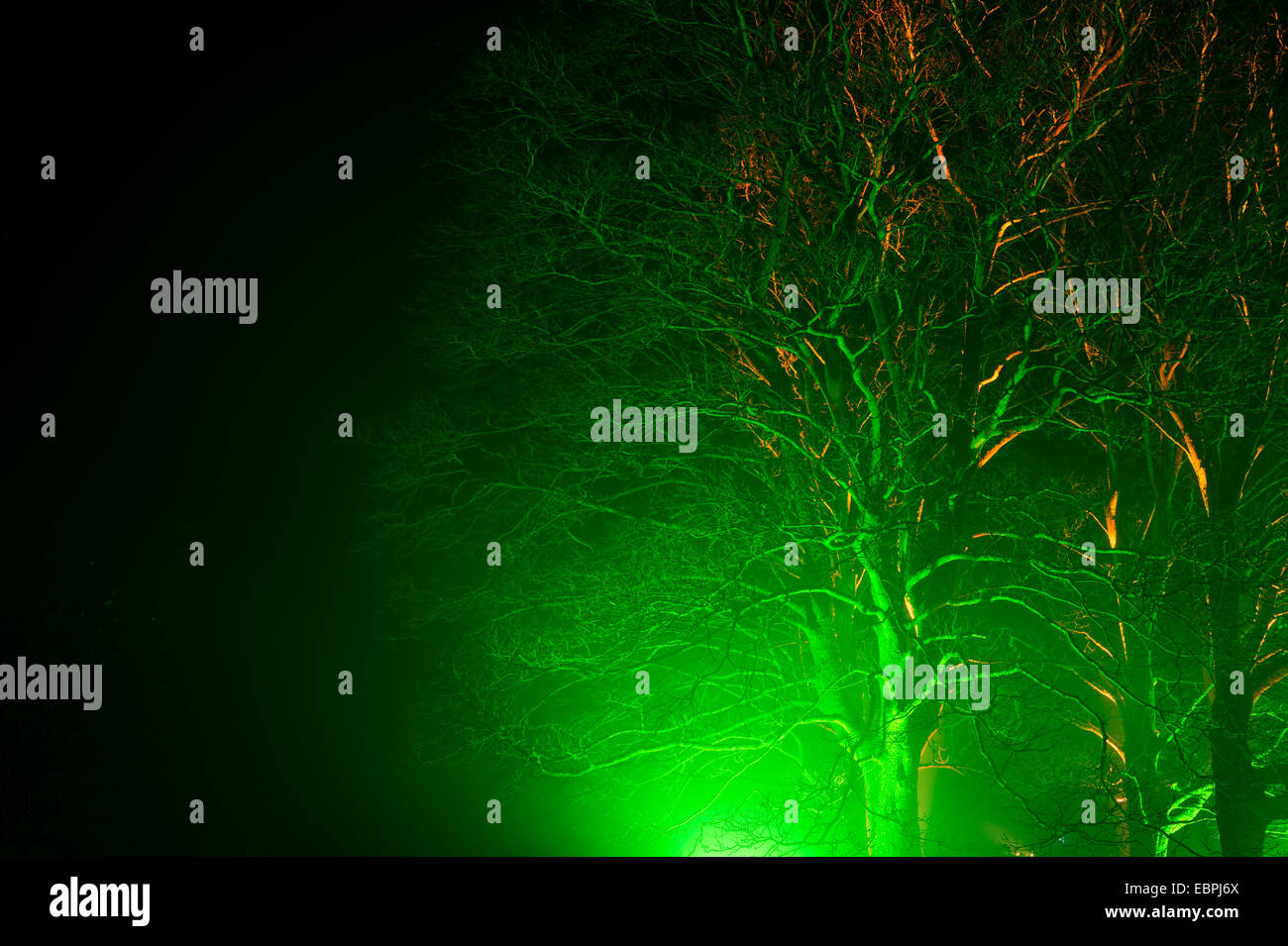 Enchanted Christmas. Colourful lit up trees at Westonbirt Arboretum ...