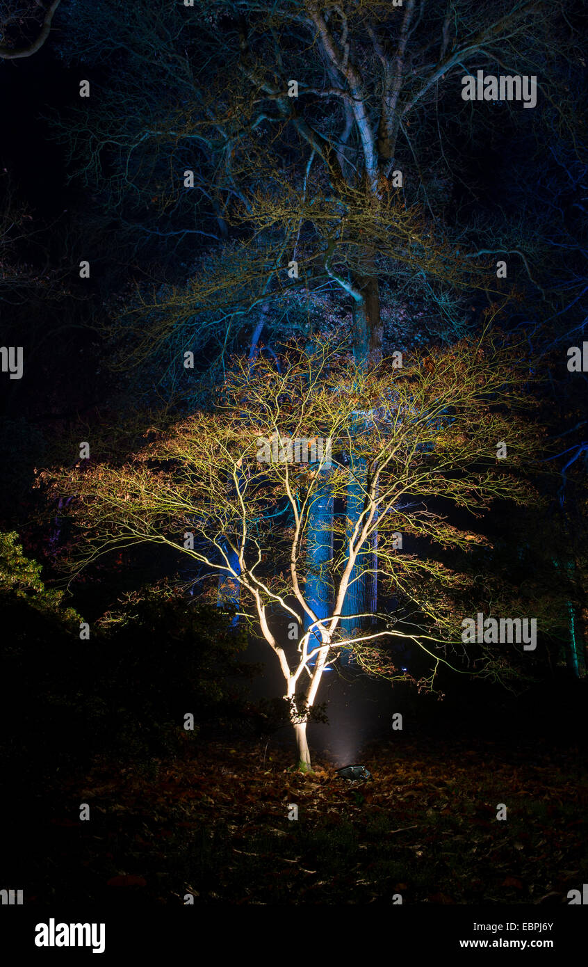 Enchanted Christmas. Colourful lit up trees at Westonbirt Arboretum ...