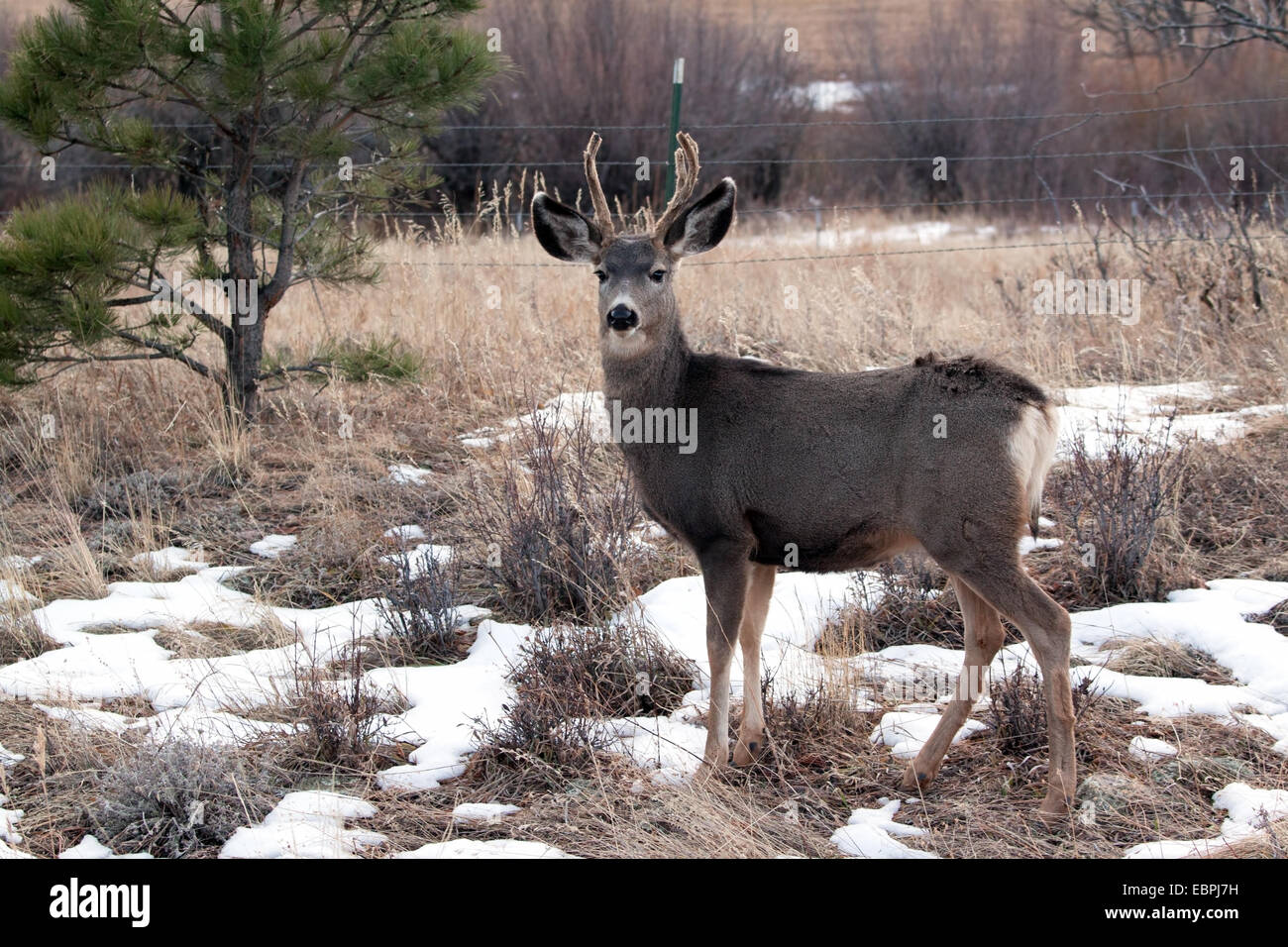 Mule deer young buck male hi-res stock photography and images - Alamy