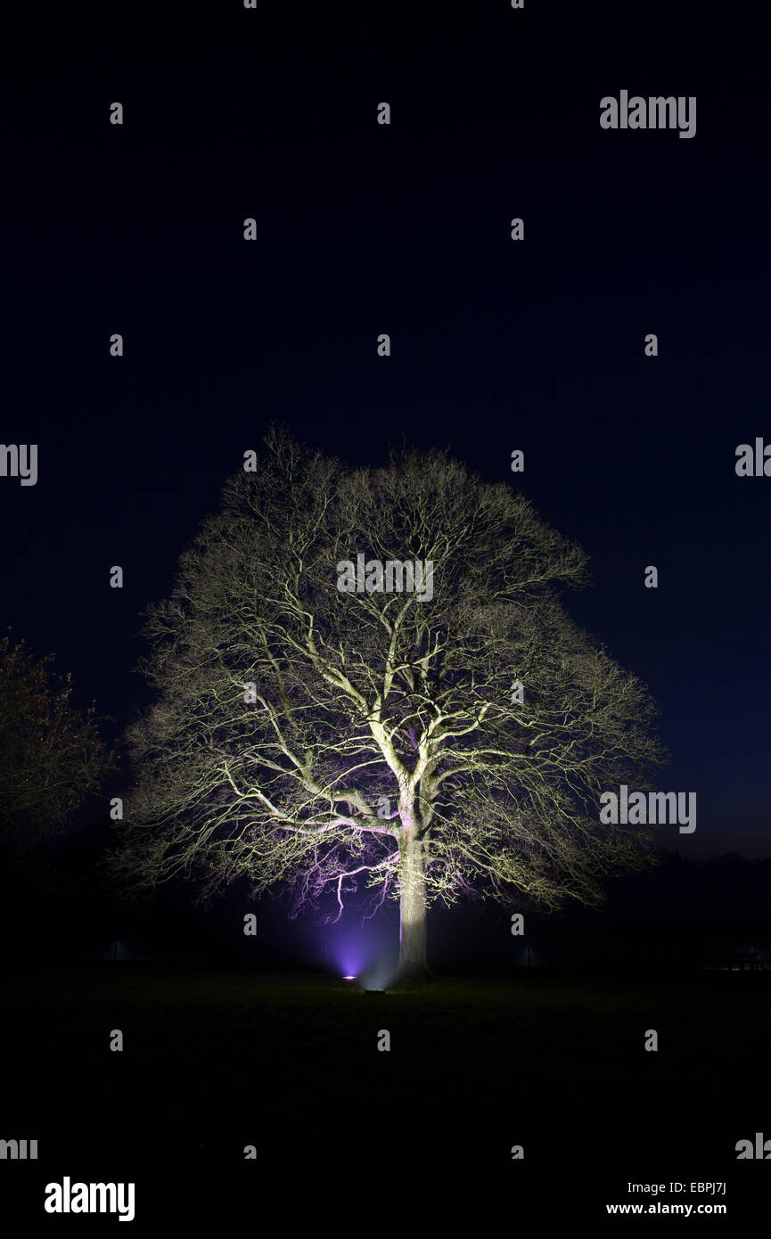 Enchanted Christmas. Colourful lit up trees at Westonbirt Arboretum ...