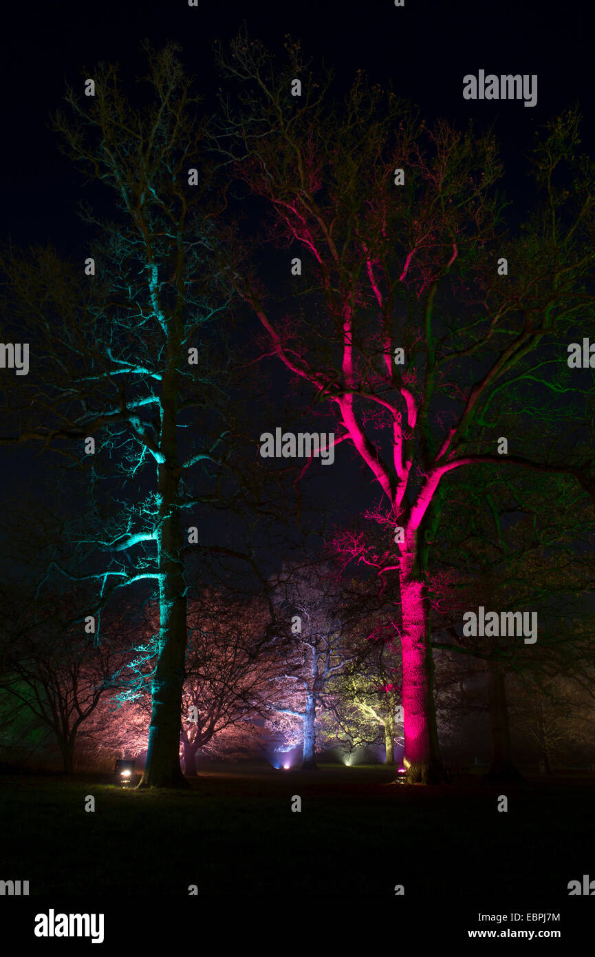 Enchanted Christmas. Colourful lit up trees at Westonbirt Arboretum ...