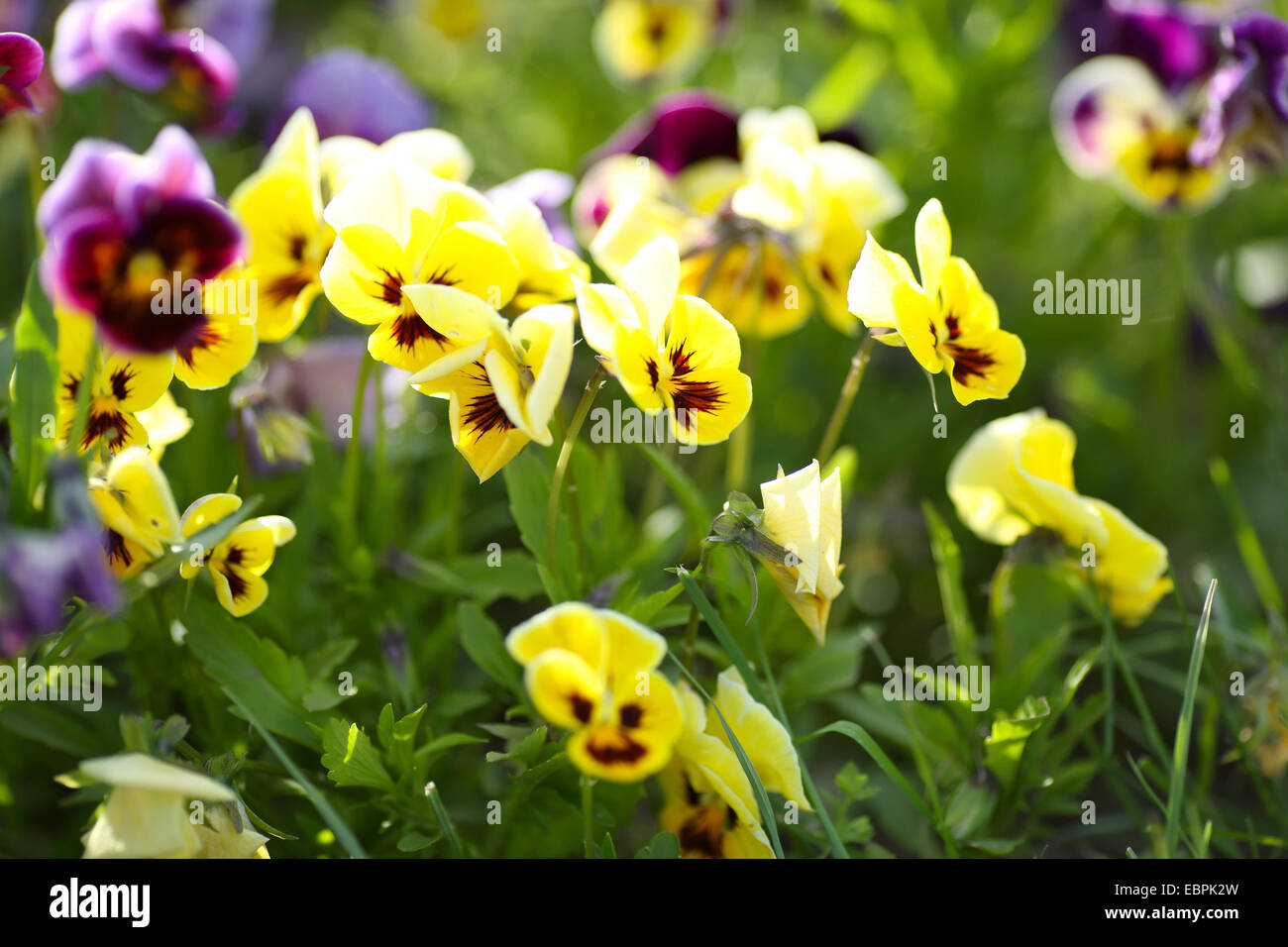 Violets in the green grass, flowers Stock Photo - Alamy