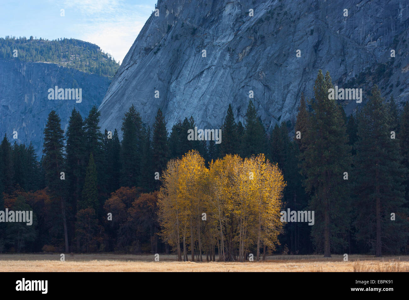 Quaking Aspen trees during fall. Yosemite Valley, Yosemite National ...