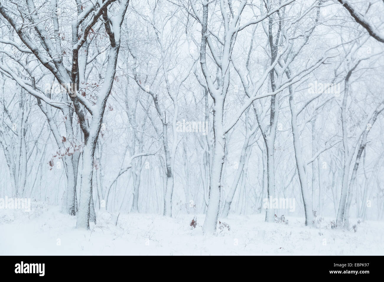 Snow falling forest landscape hi-res stock photography and images - Alamy