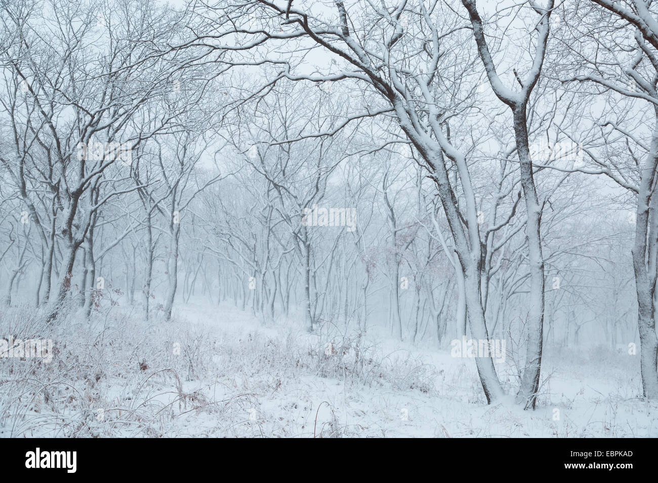 New forest landscape winter hi-res stock photography and images - Alamy