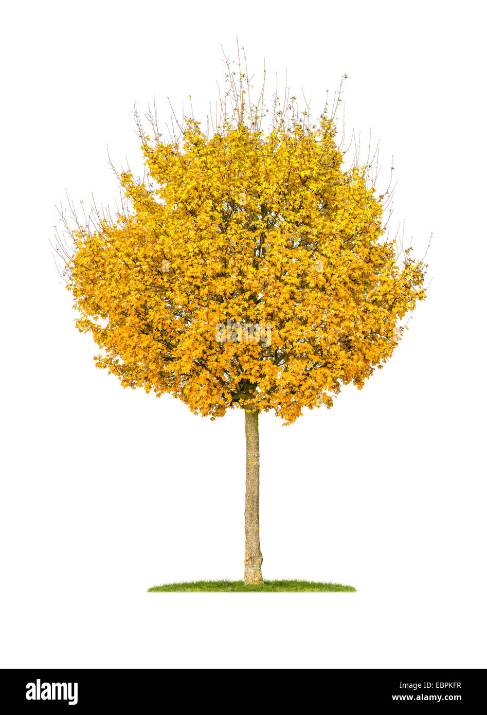 isolated field maple tree on a white background Stock Photo - Alamy