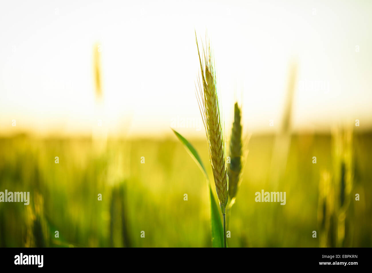 Wheat early summer hi-res stock photography and images - Alamy