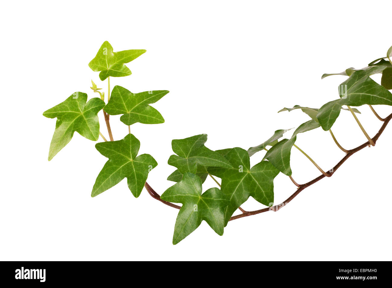 Green ivy isolated on white background, studio shot Stock Photo - Alamy