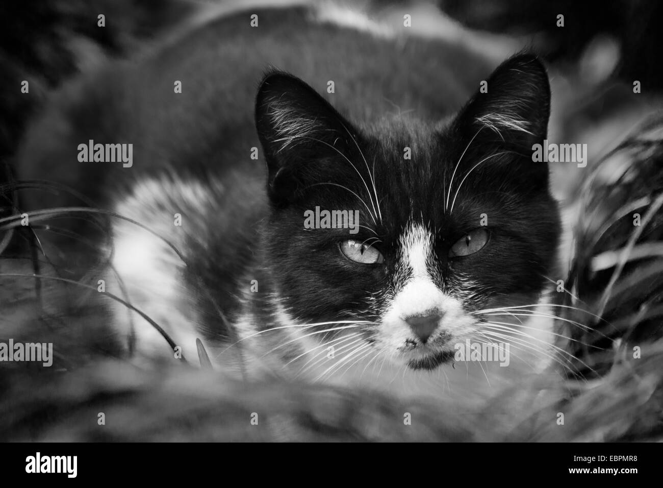 Homeless kitty hi-res stock photography and images - Alamy