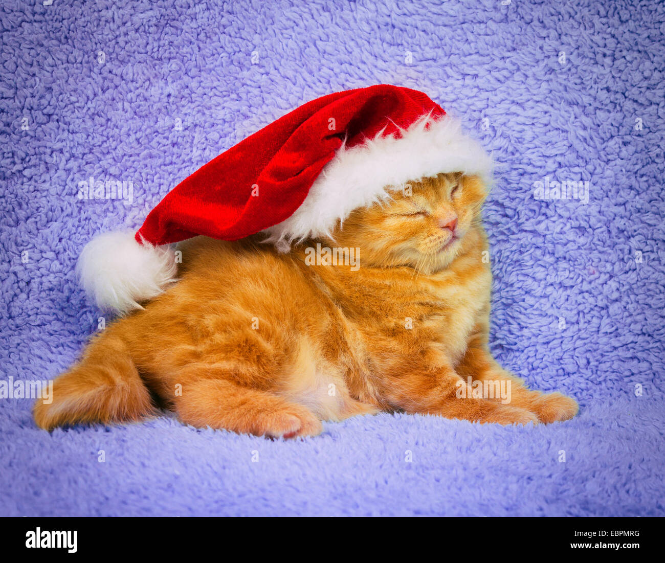 Portrait of cute little kitten wearing Santa's hat sleeping on a violet ...