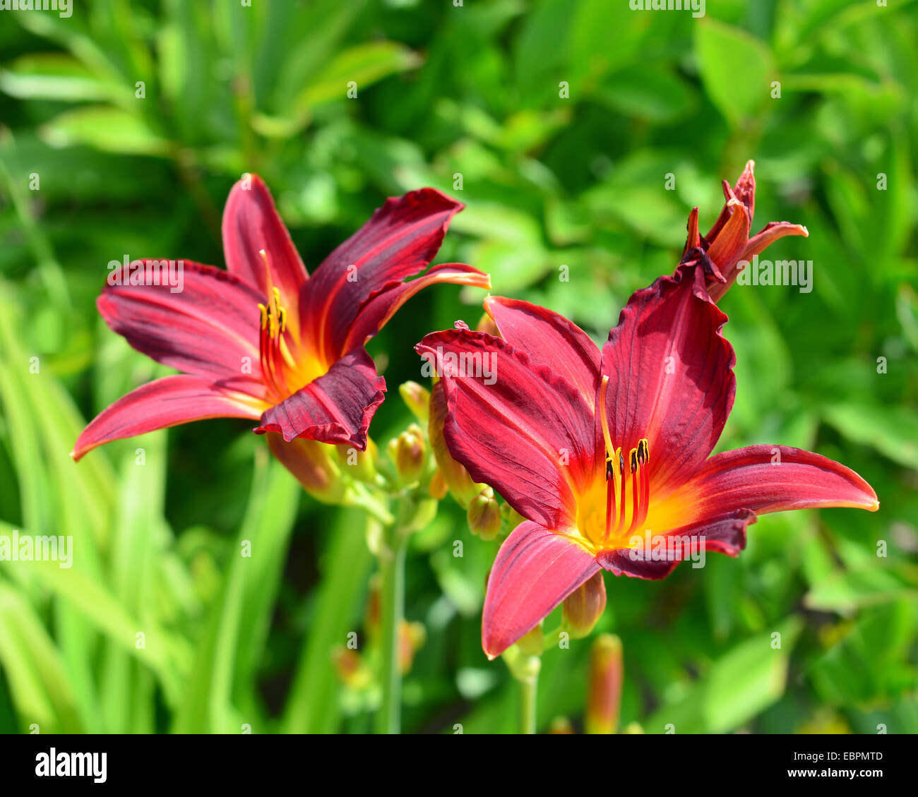 Red lily flower closeup Stock Photo - Alamy