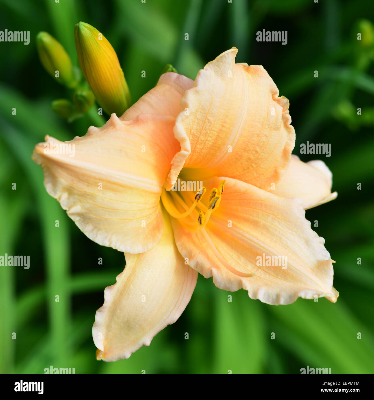 Lily peach color Stock Photo - Alamy