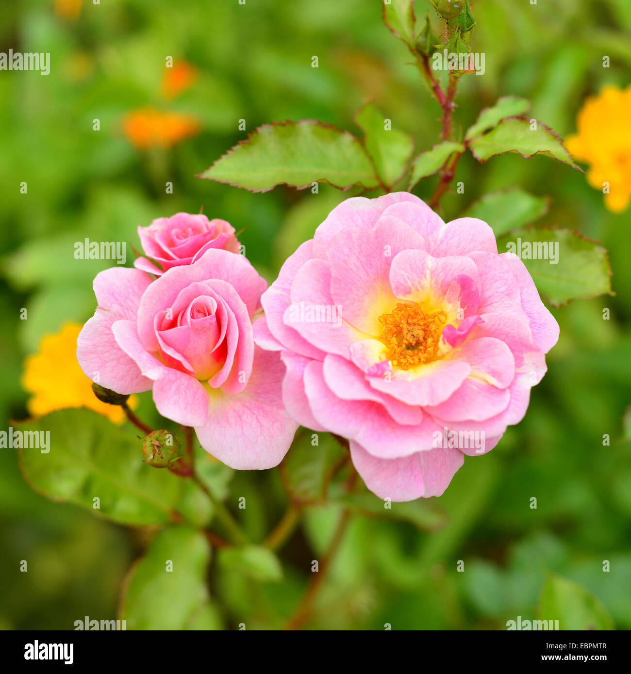 Flowers Pink Rose Stock Photo - Alamy