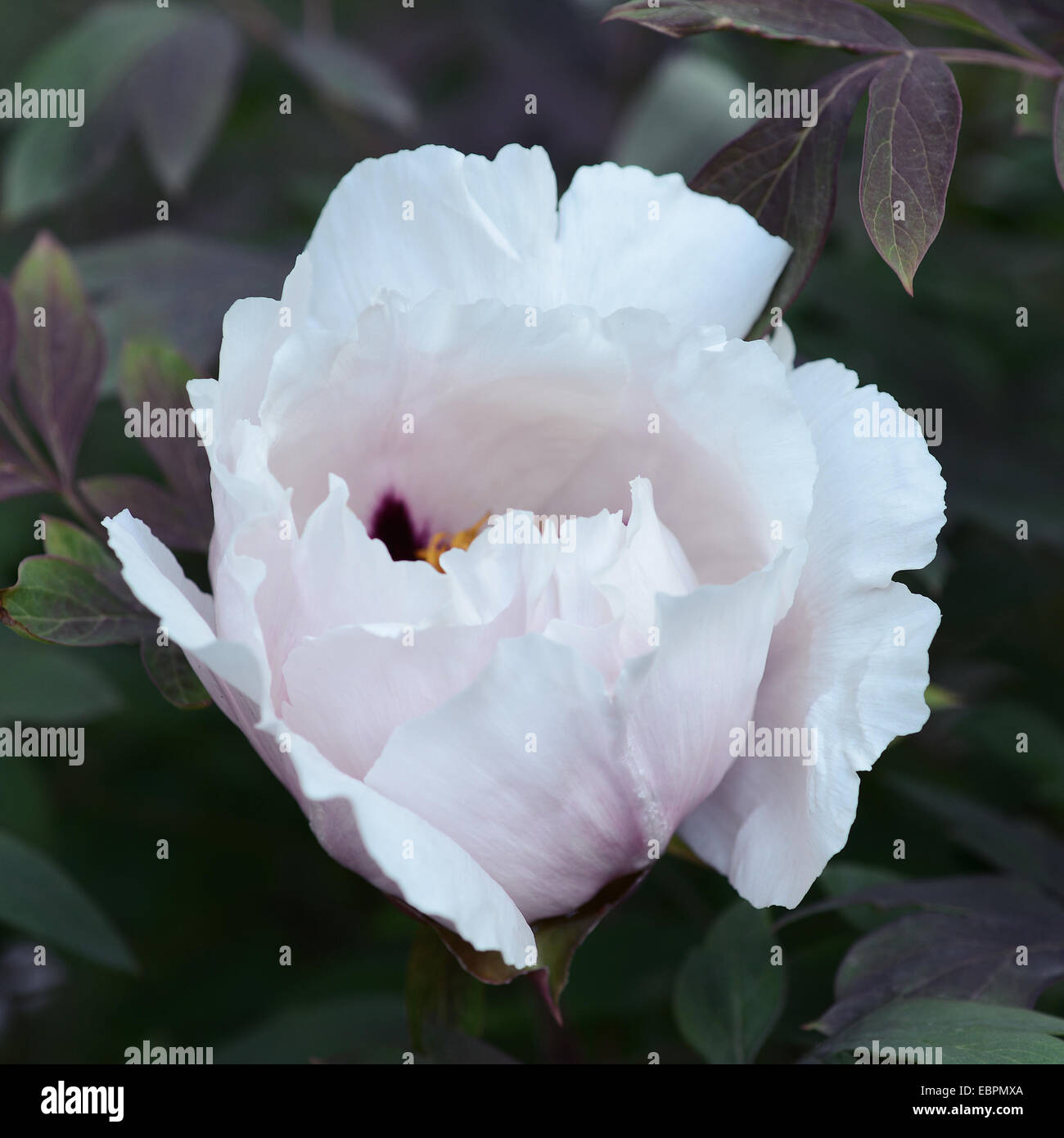 Tree Peony Flower High Resolution Stock Photography and Images - Alamy
