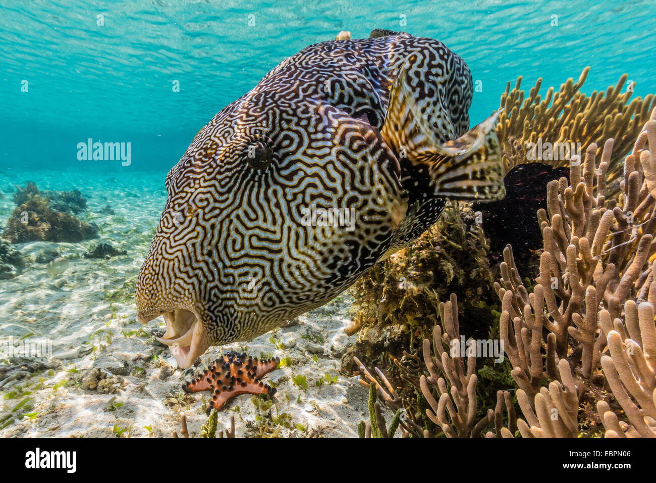 Map puffer (Arothron mappa) feeding on sponges on the house reef on ...