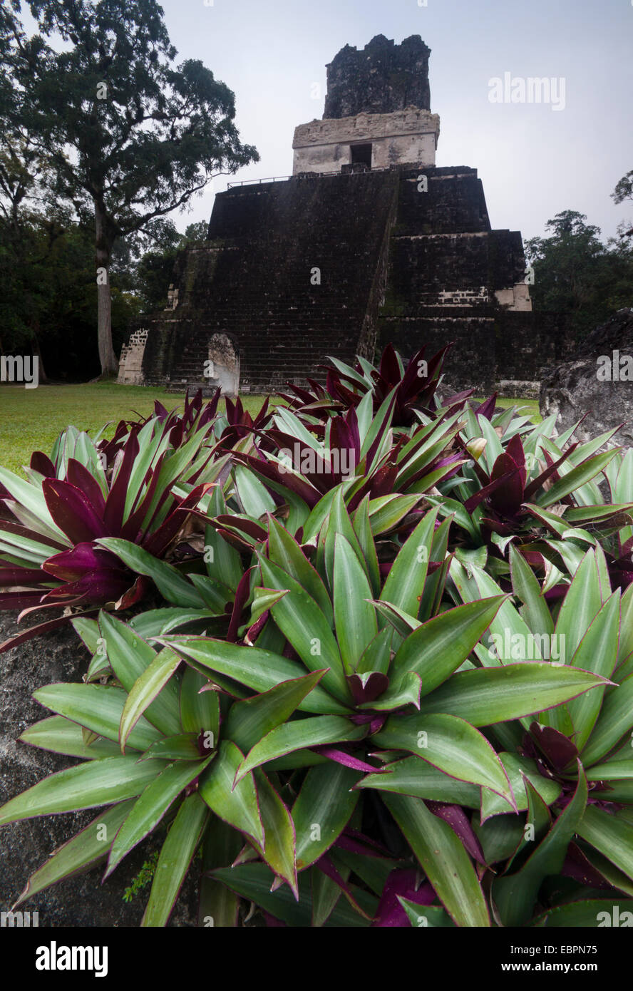 Mayan structure, Tikal, UNESCO World Heritage Site, Guatemala, Central ...