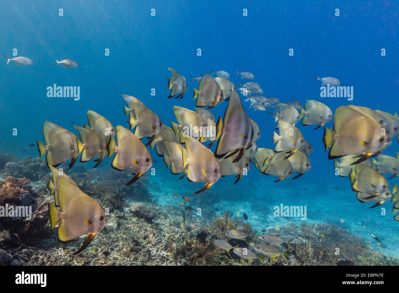 School of platax fish hi-res stock photography and images - Alamy