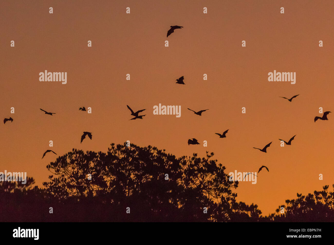 Flying foxes hi-res stock photography and images - Alamy