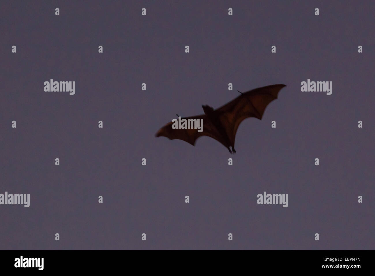 Flying foxes (Pteropus spp), take flight after sunset on Tengah Besar ...