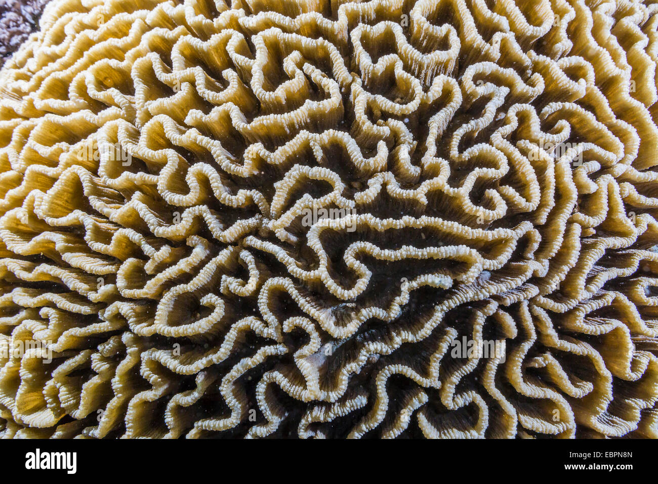 Brain coral at night on Sebayur Island, Komodo Island National Park ...