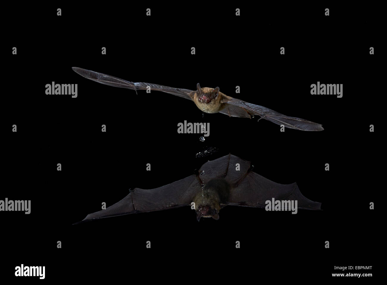 Myotis myotis hi-res stock photography and images - Alamy