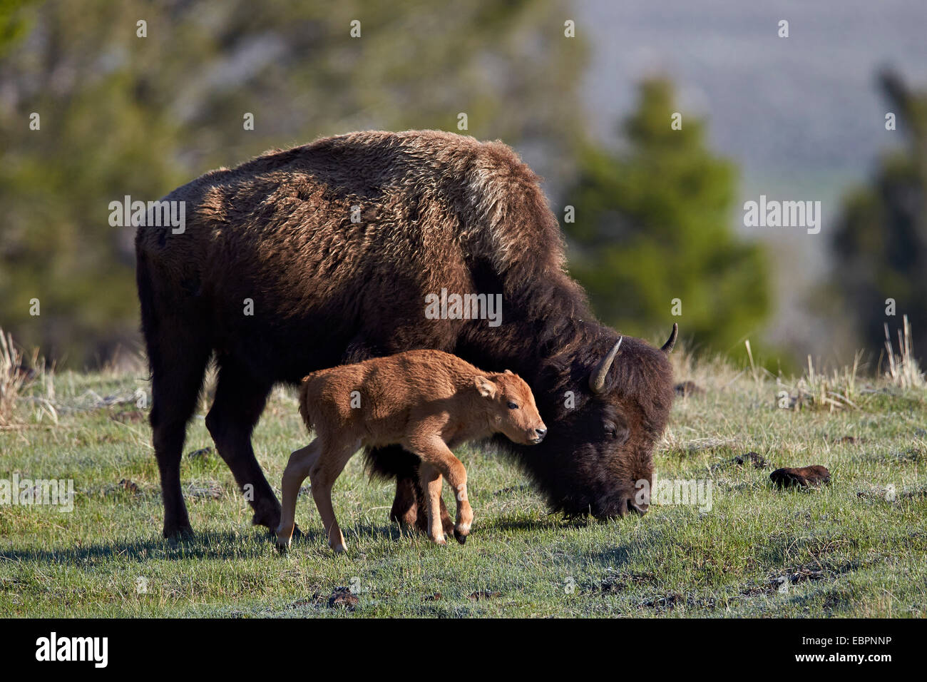 Bison (Bison bison) cow and calf, Yellowstone National Park, UNESCO ...