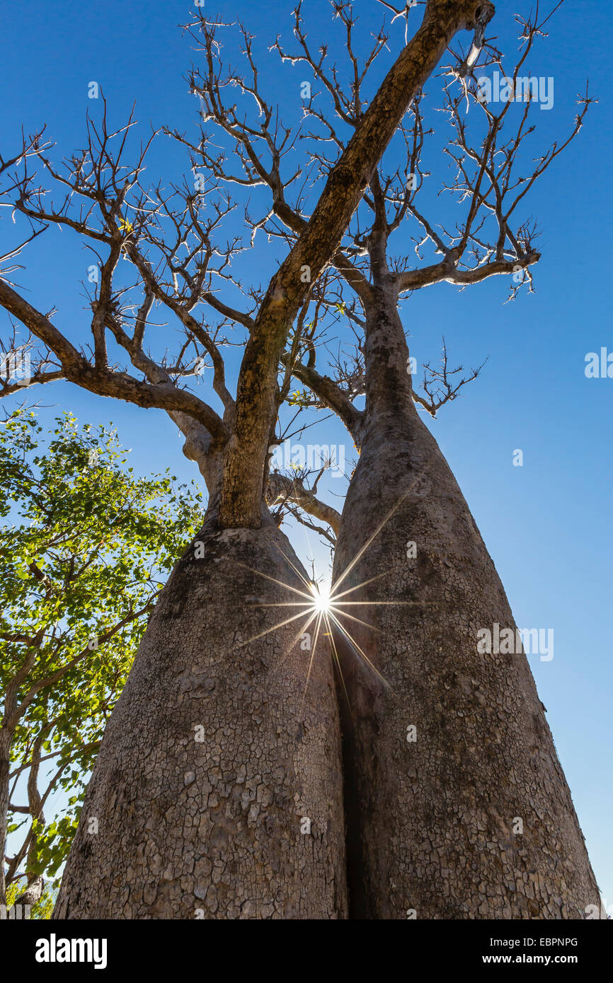 The Australian boab tree (Adansonia gregorii), Camden Harbour ...