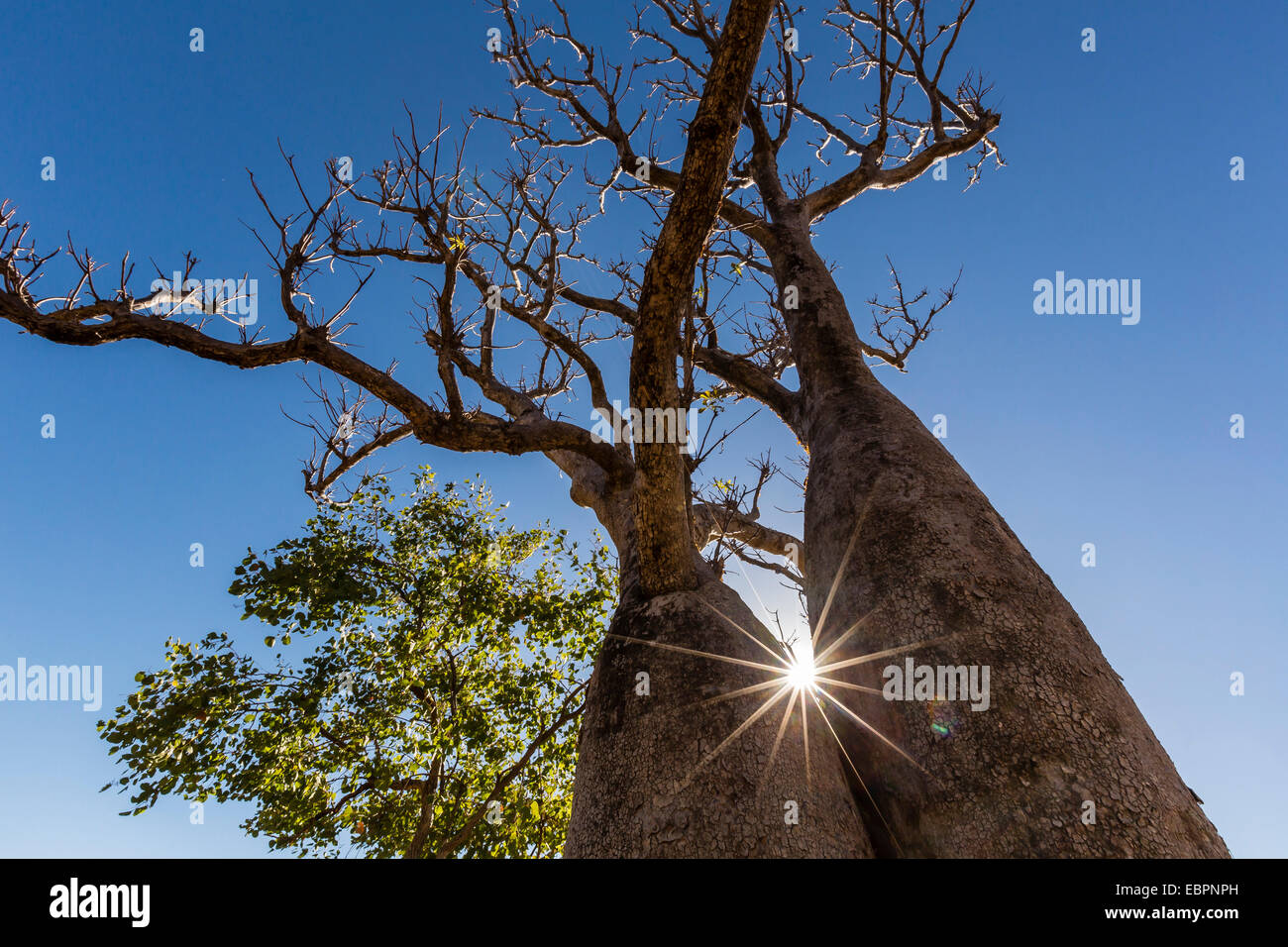 The Australian boab tree (Adansonia gregorii), Camden Harbour ...