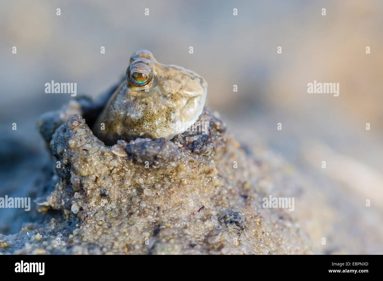 Mudskipper hi-res stock photography and images - Alamy