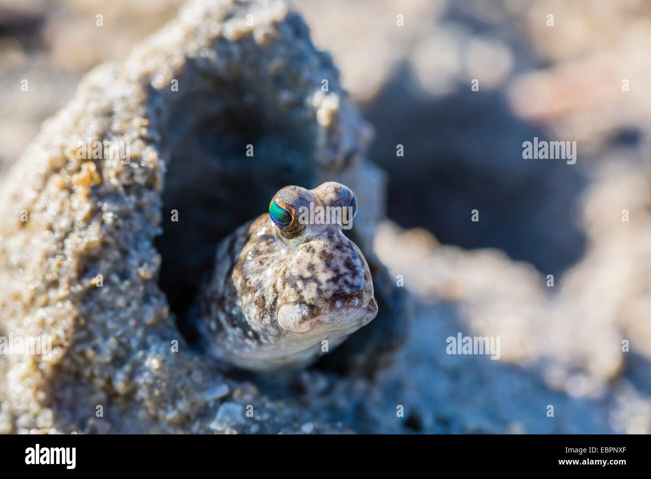 An adult mudskipper, subfamily Oxudercinae, in mud burrow on the mud ...