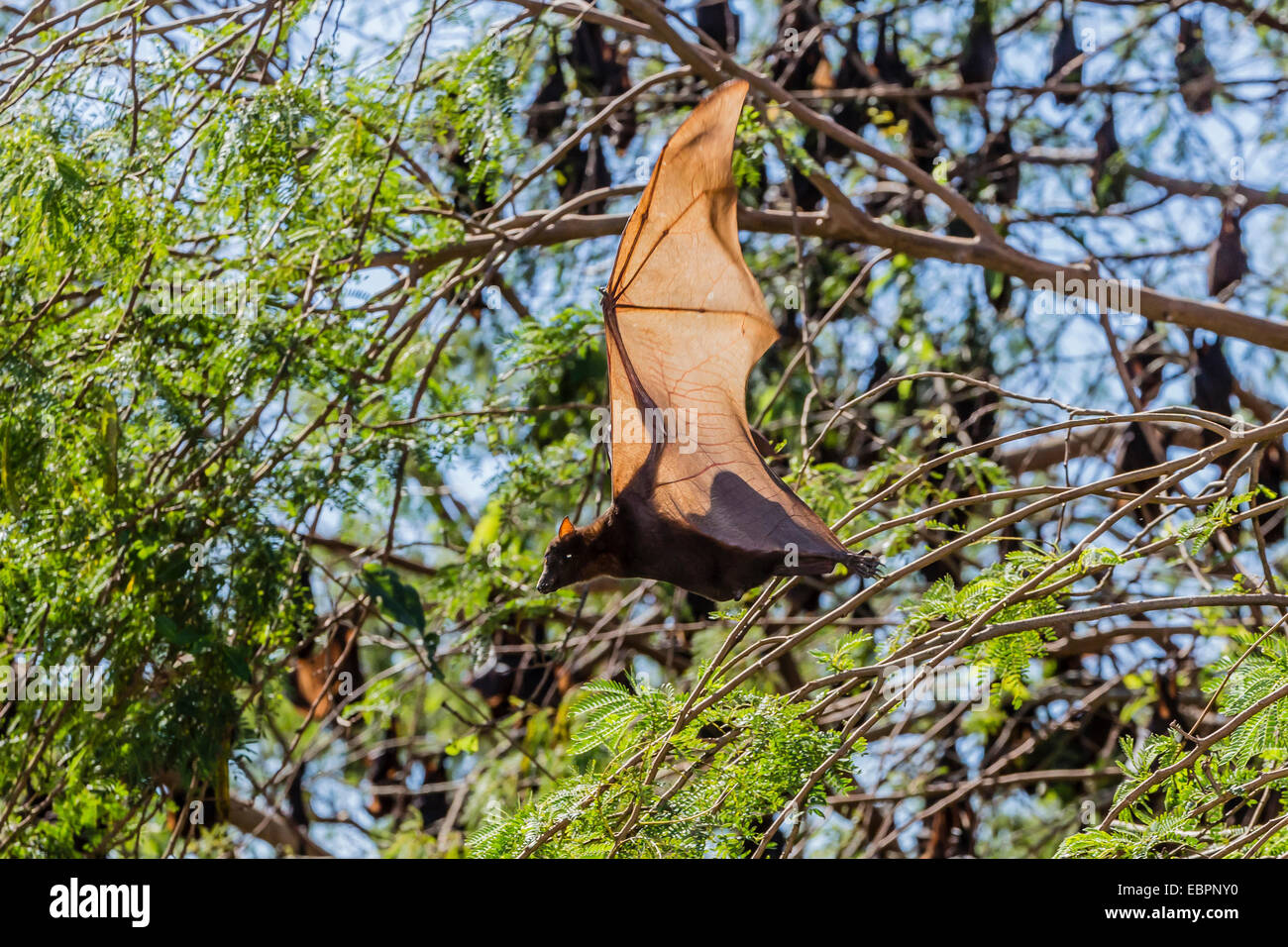 A camp of little red flying foxes (Pteropus scapulatus) in the Ord ...