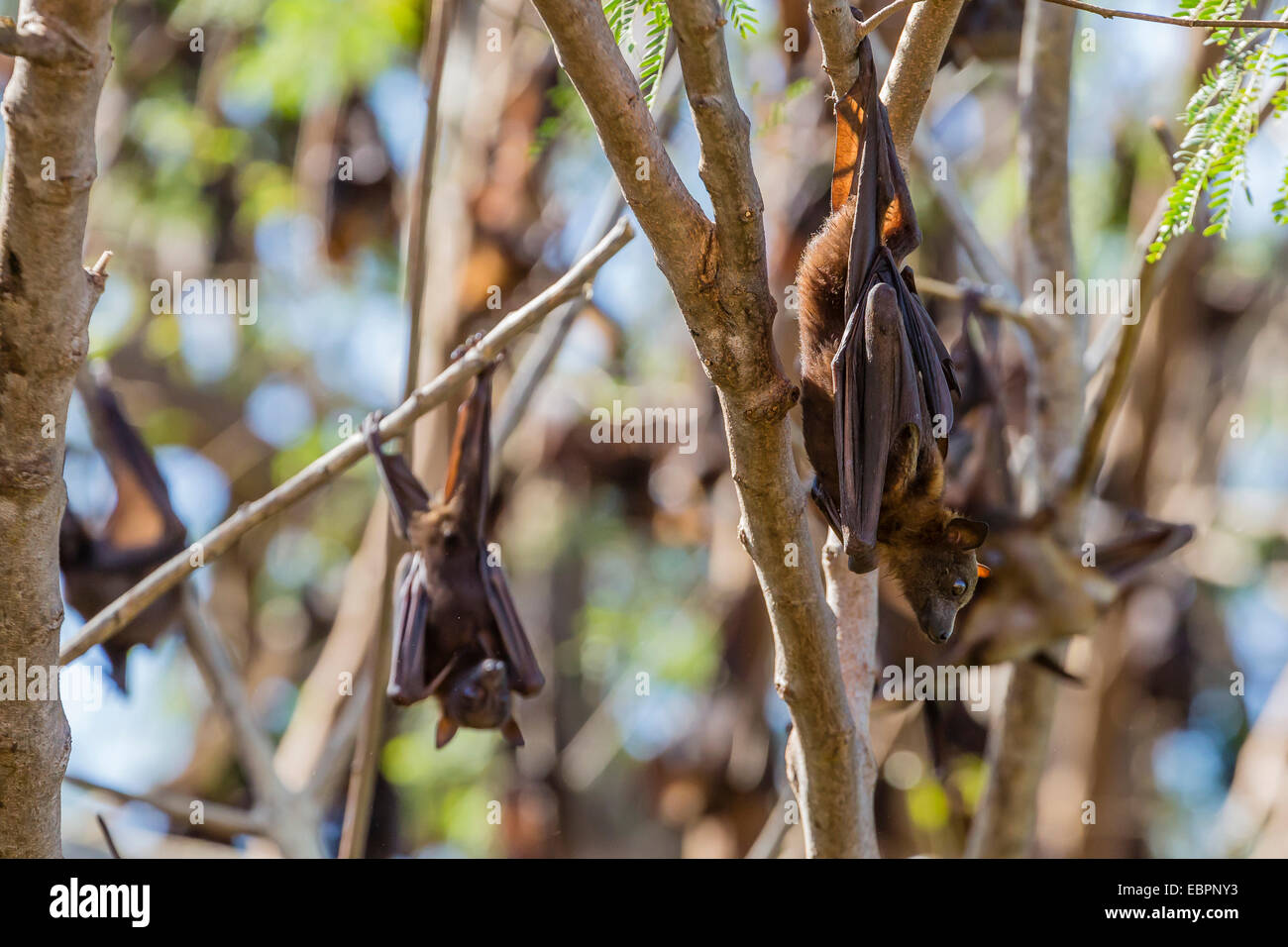 Little red flying fox pteropus hi-res stock photography and images - Alamy