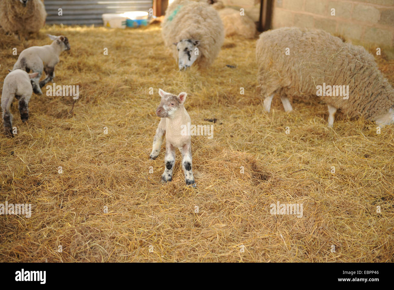 Newborn Baby Lambs in a Pen on Cutlers Farm, near Stratford upon Avon ...