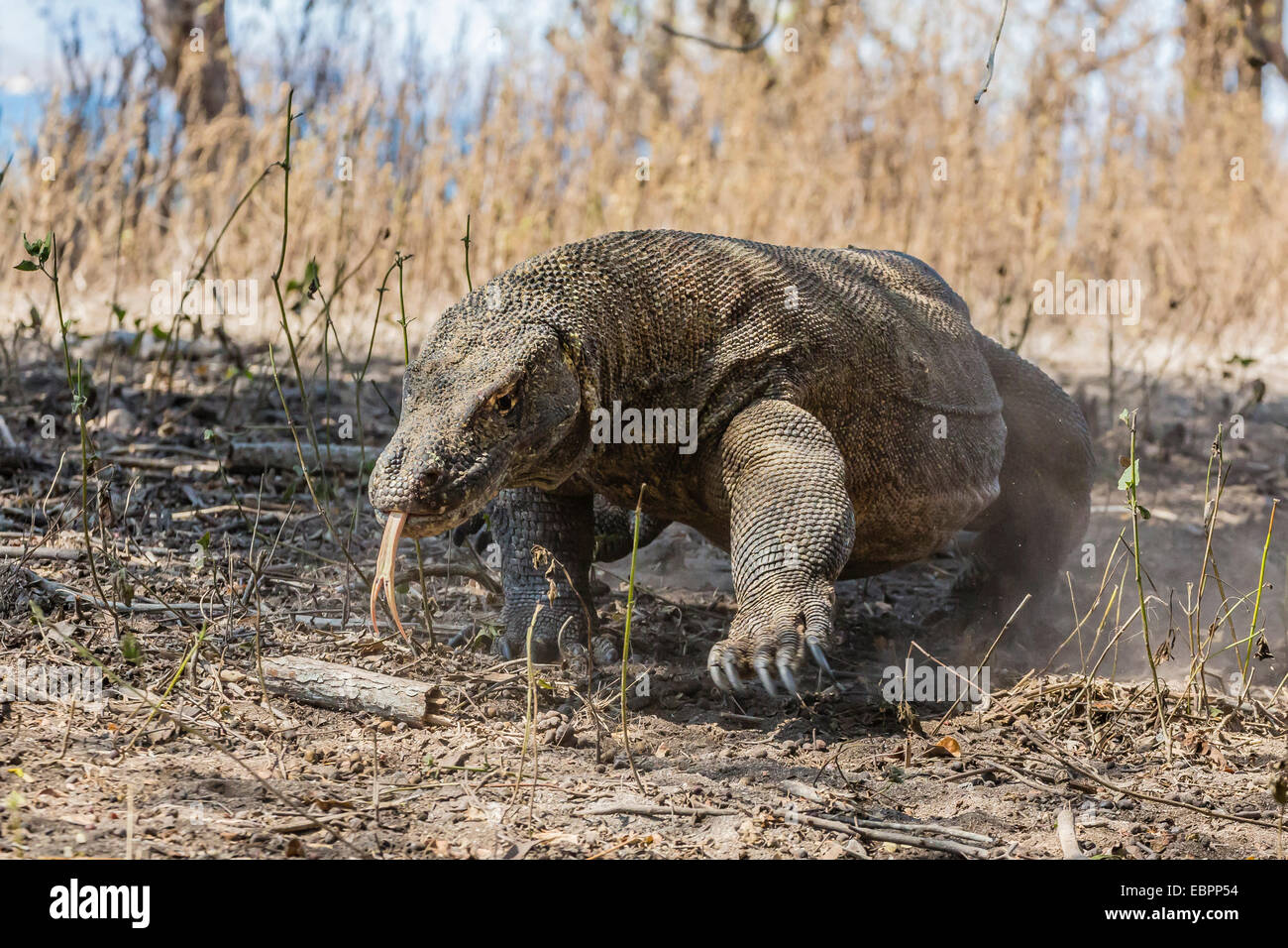 Adult Komodo dragon (Varanus komodoensis) in Komodo National Park ...