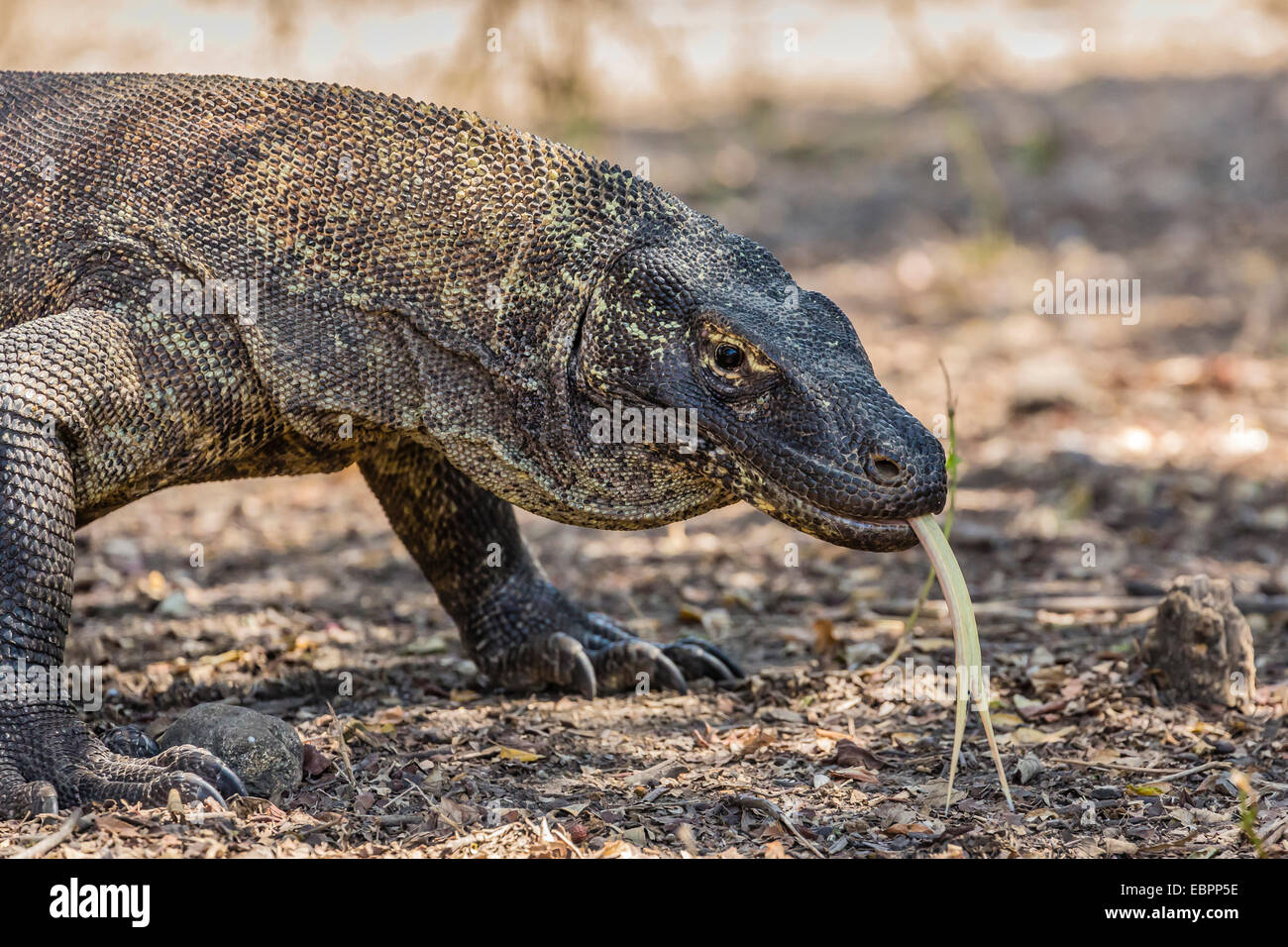 Adult Komodo dragon (Varanus komodoensis), in Komodo National Park ...