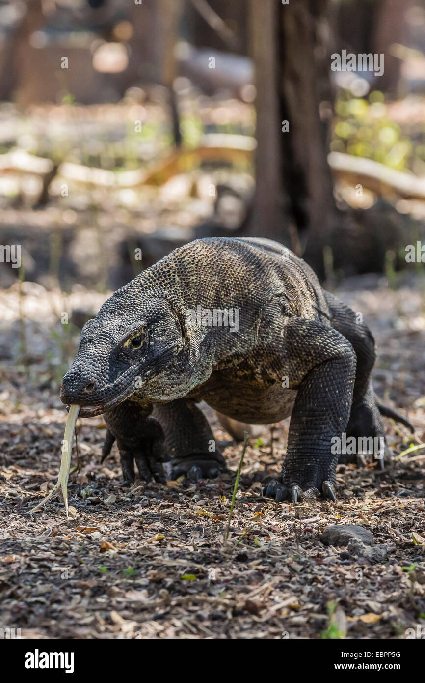 Adult Komodo dragon (Varanus komodoensis) in Komodo National Park ...