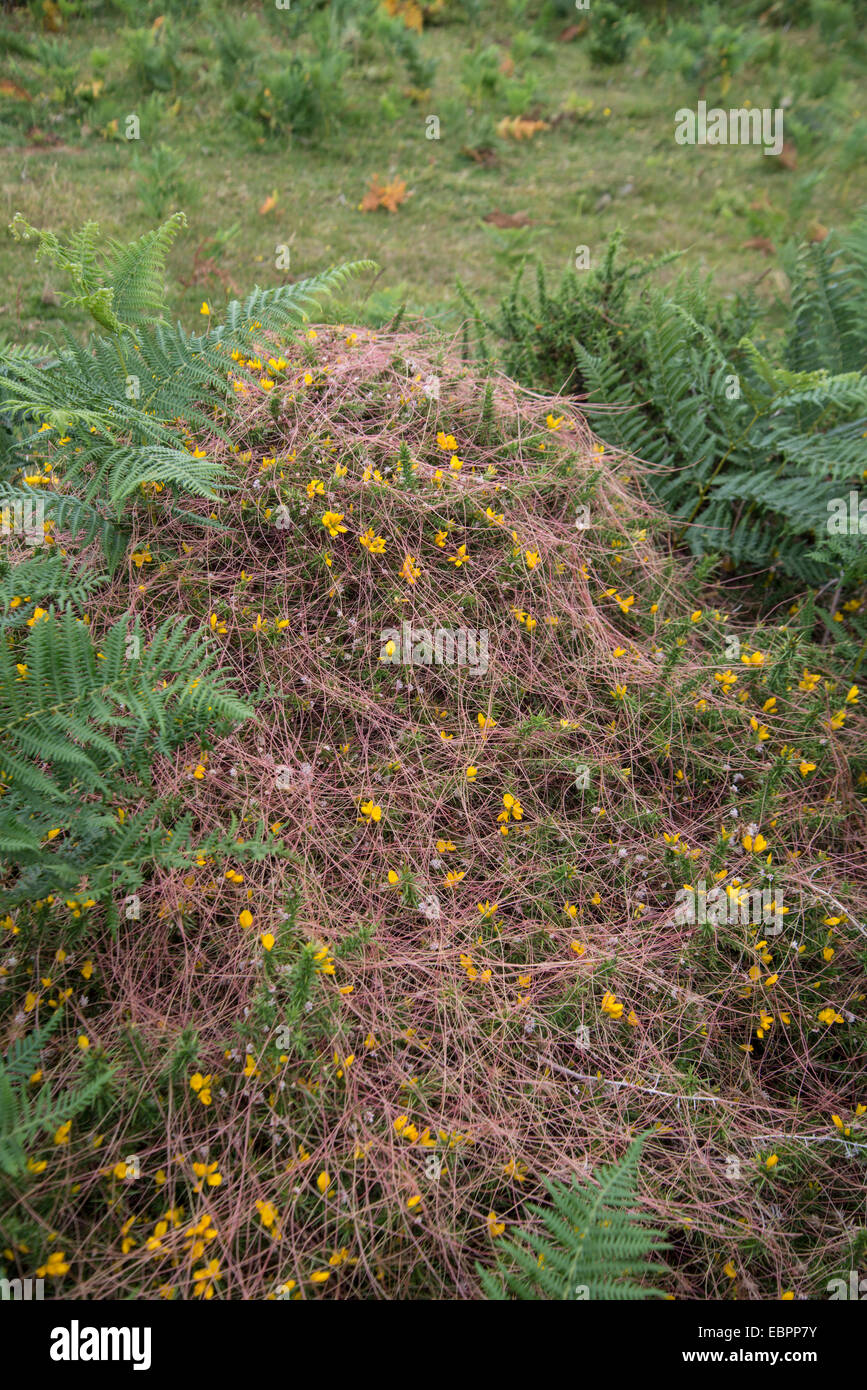 Dodder parasitic hi-res stock photography and images - Alamy