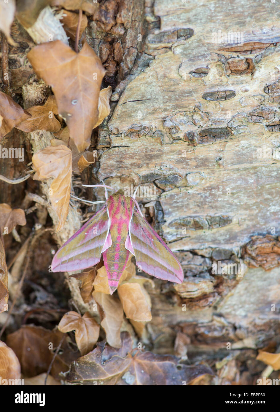 Elephant Hawk Moth: Deilephila elpenor. Devon, England Stock Photo - Alamy