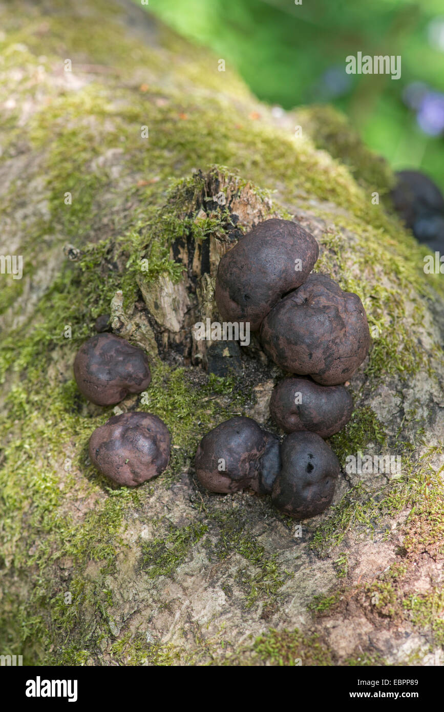 King alfred's cake fungus hi-res stock photography and images - Alamy