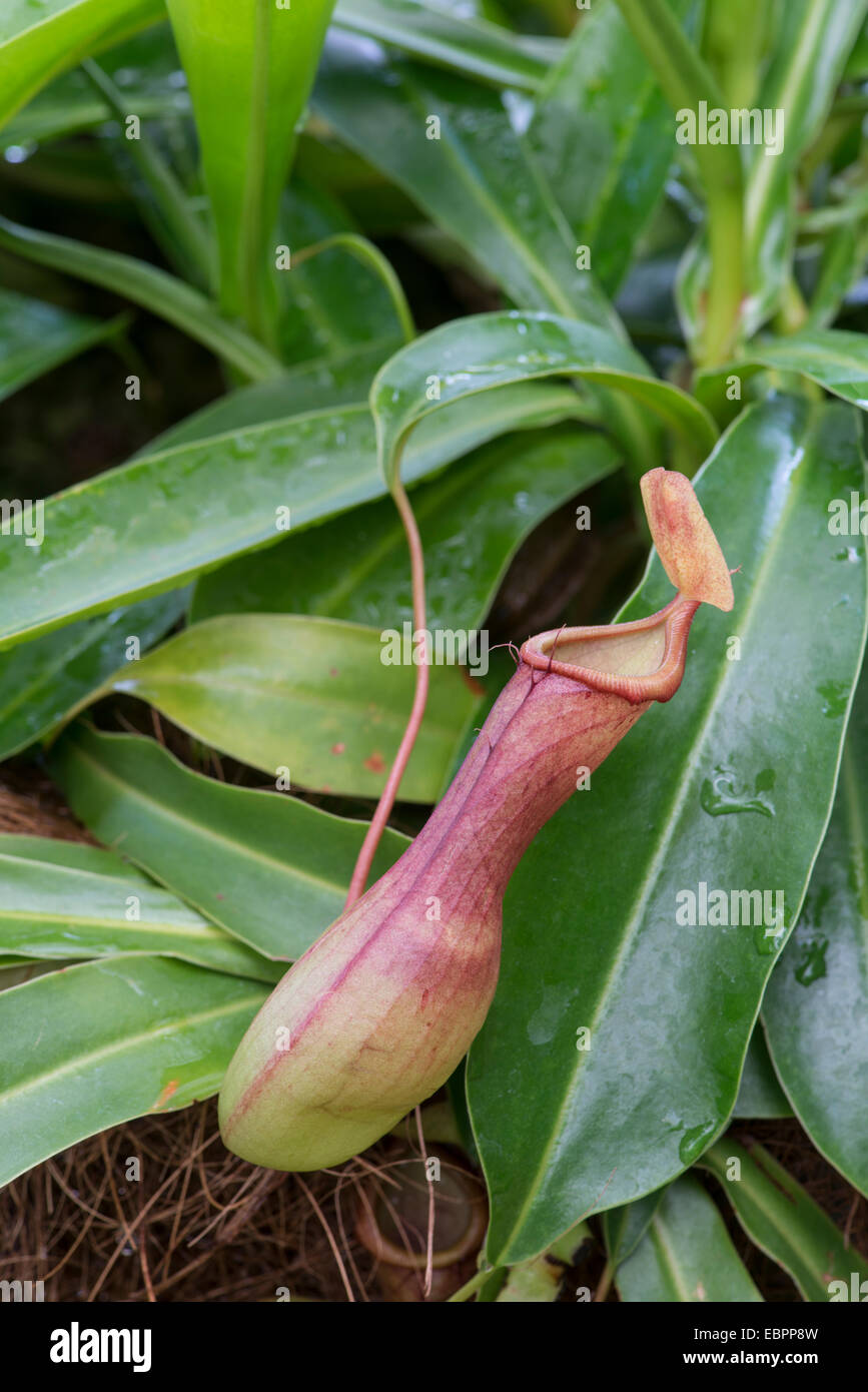 Carnivorous Pitcher Plant: Nepenthes alata Stock Photo - Alamy