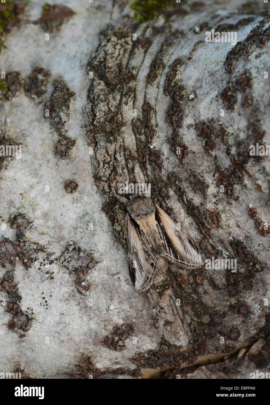 Tree bark moth hi-res stock photography and images - Alamy