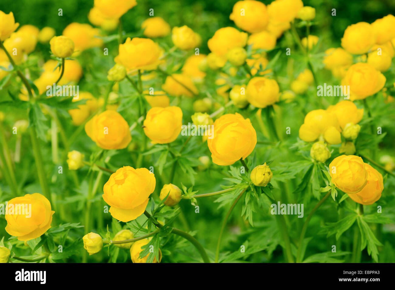 Trollius altaicus hi-res stock photography and images - Alamy