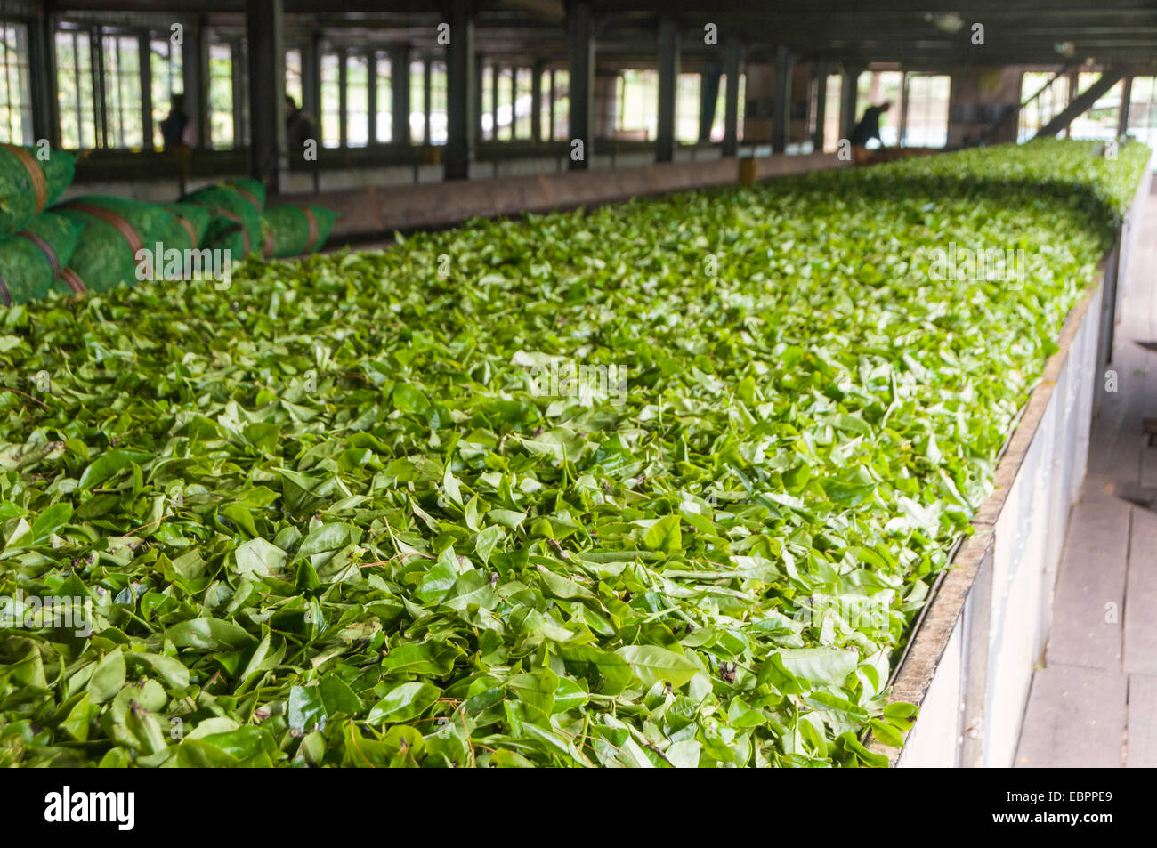 Freshly picked tea being prepared for drying in a tea plantation in ...