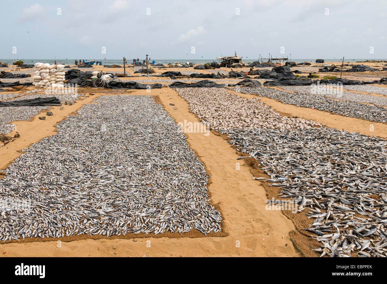 Drying fish hi-res stock photography and images - Alamy
