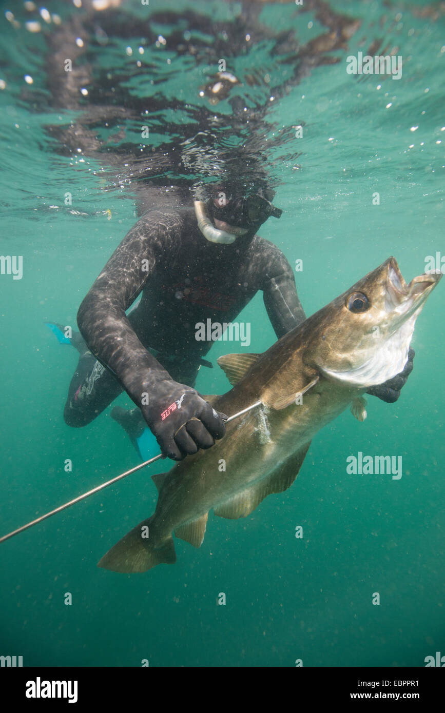 British Spearfishing Championships, Thurlestone. Devon, England, United ...