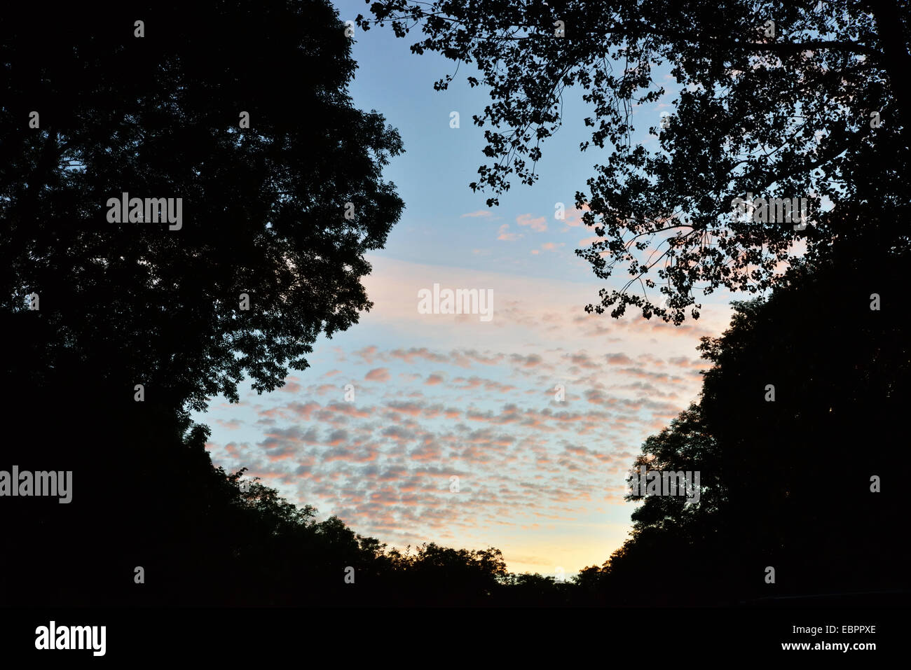 Sunset through trees in deciduous woodland, Wales, UK Stock Photo - Alamy