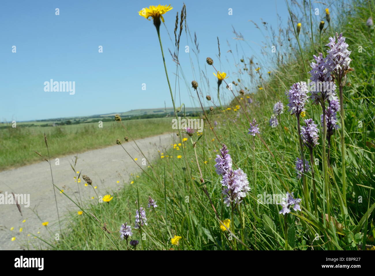 Meadow hawkbit hi-res stock photography and images - Alamy