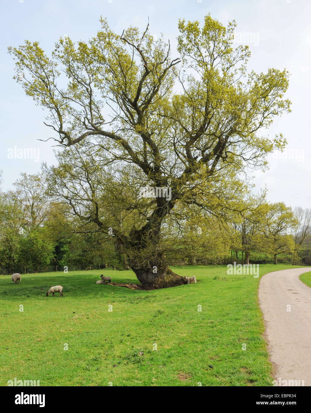 Hollow ancient oak tree hi-res stock photography and images - Alamy